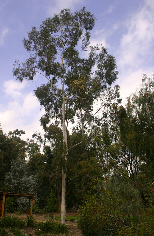 SelecTree: A Tree Selection Guide