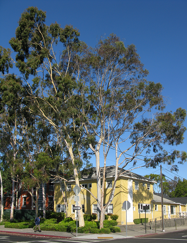 SelecTree: A Tree Selection Guide