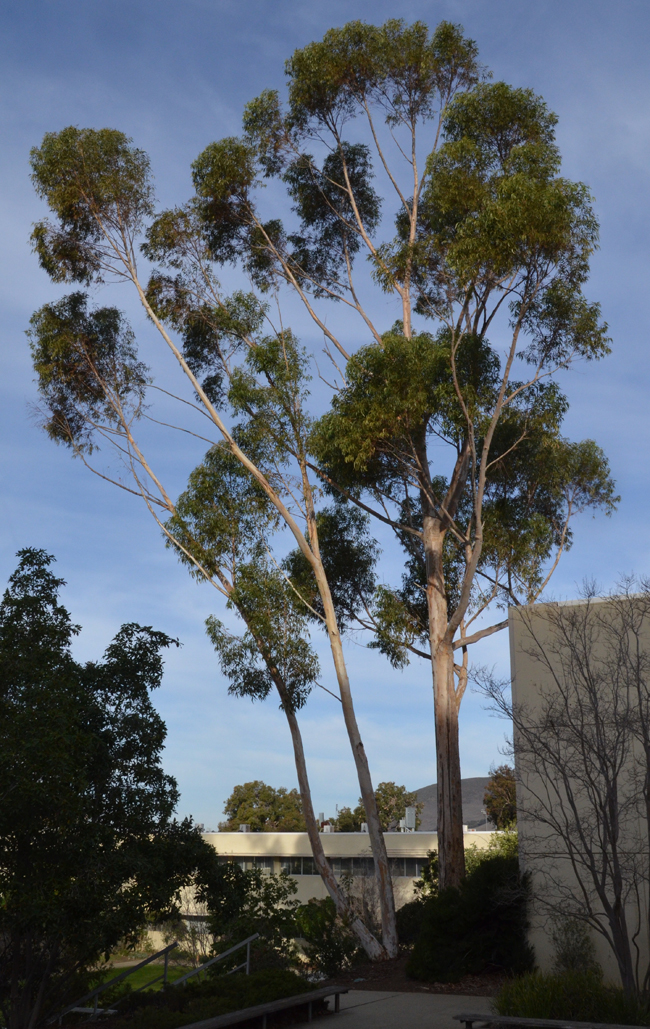 SelecTree: A Tree Selection Guide