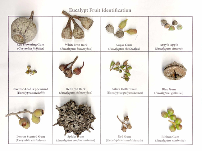 SelecTree: A Tree Selection Guide