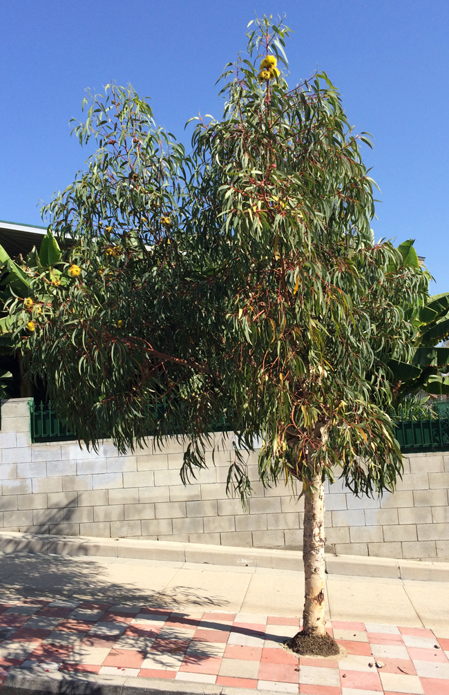 SelecTree: A Tree Selection Guide