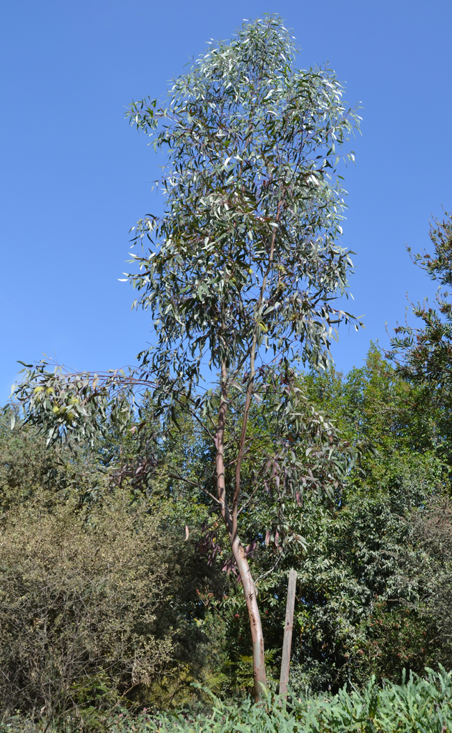 SelecTree: A Tree Selection Guide