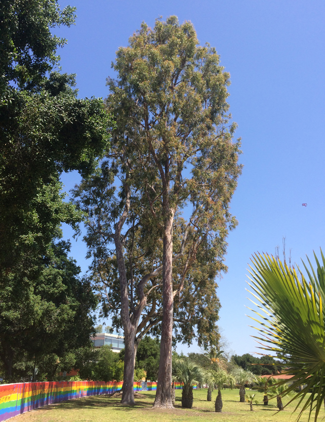 SelecTree: A Tree Selection Guide