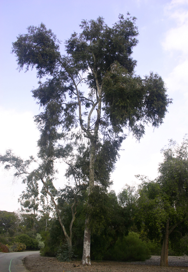 SelecTree: A Tree Selection Guide