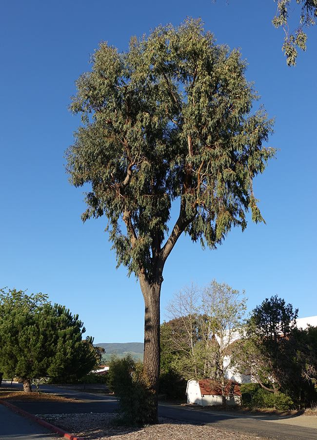 SelecTree: A Tree Selection Guide