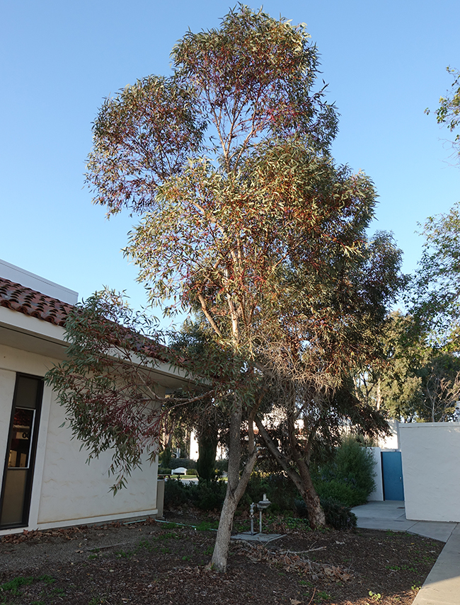 SelecTree: A Tree Selection Guide
