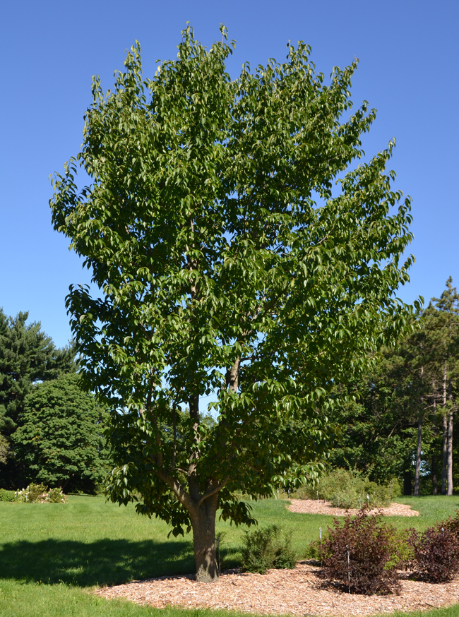 SelecTree: A Tree Selection Guide