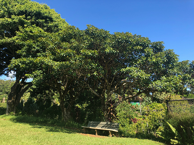 SelecTree: A Tree Selection Guide