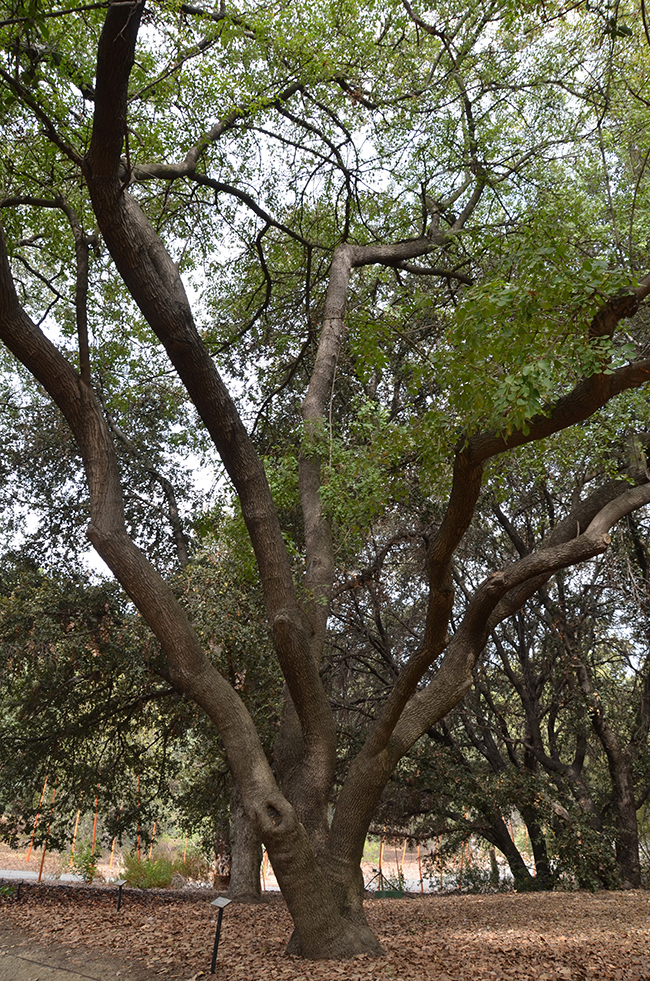 SelecTree: A Tree Selection Guide