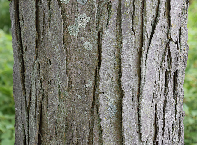 SelecTree: A Tree Selection Guide