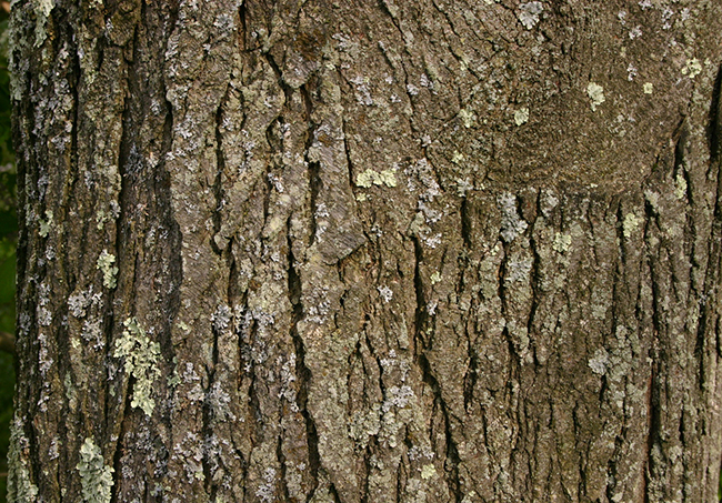 SelecTree: A Tree Selection Guide