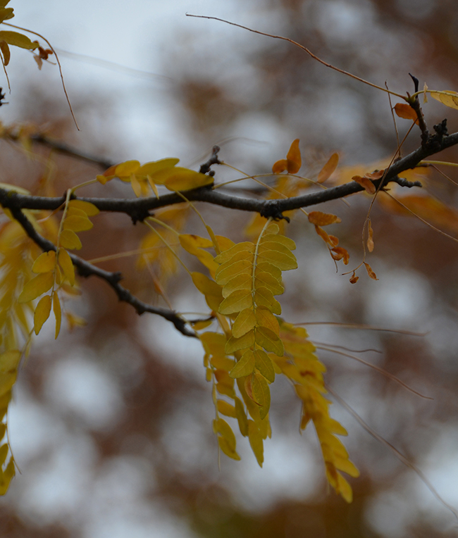 SelecTree: A Tree Selection Guide
