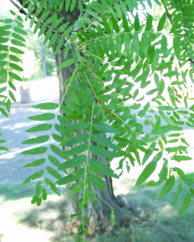 SelecTree: A Tree Selection Guide