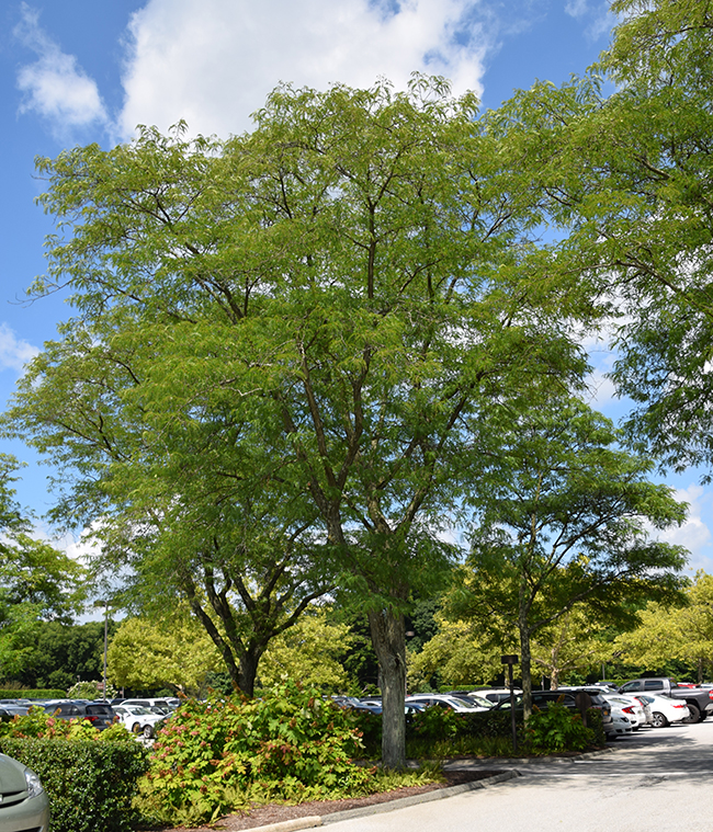 SelecTree: A Tree Selection Guide