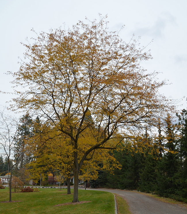 SelecTree: A Tree Selection Guide