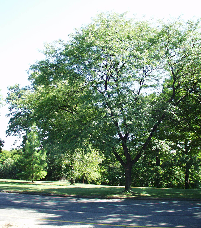 SelecTree: A Tree Selection Guide