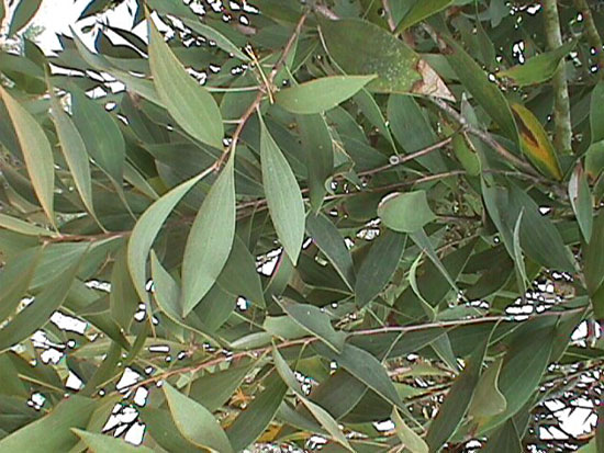 SelecTree: A Tree Selection Guide