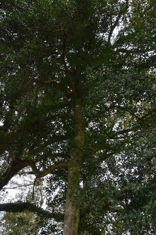 SelecTree: A Tree Selection Guide