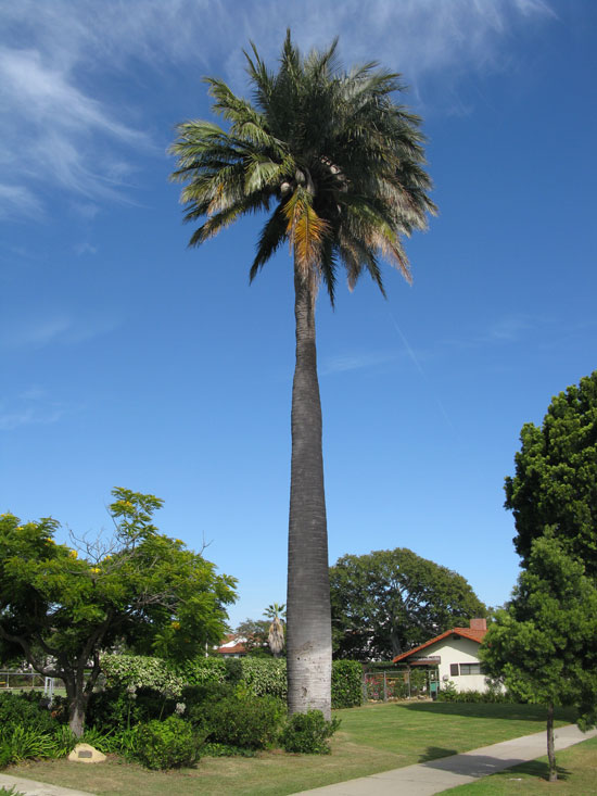 SelecTree: A Tree Selection Guide