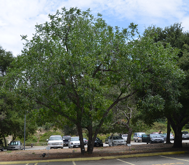 SelecTree: A Tree Selection Guide