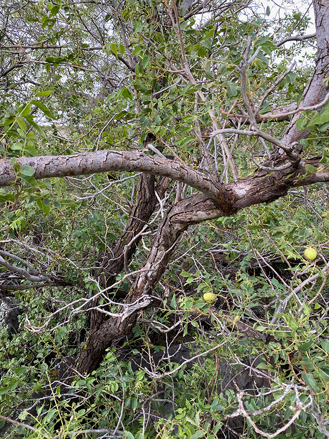 SelecTree: A Tree Selection Guide