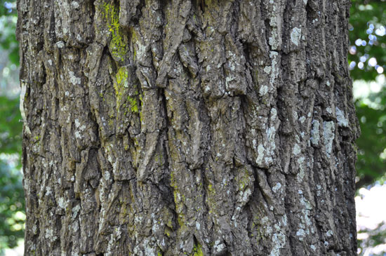 SelecTree: A Tree Selection Guide