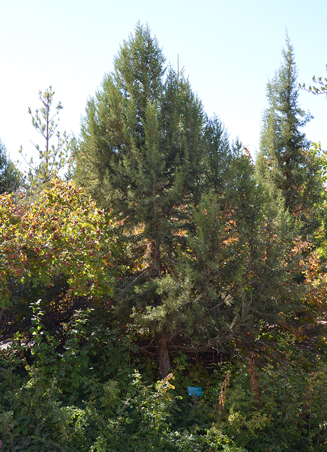 SelecTree: A Tree Selection Guide
