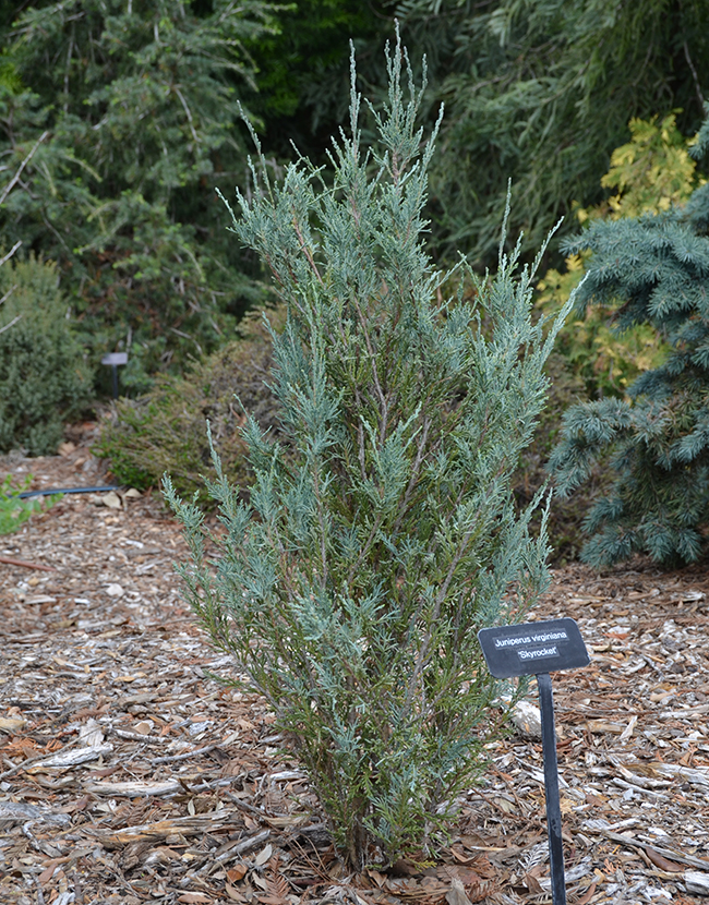 SelecTree: A Tree Selection Guide