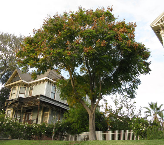 SelecTree: A Tree Selection Guide