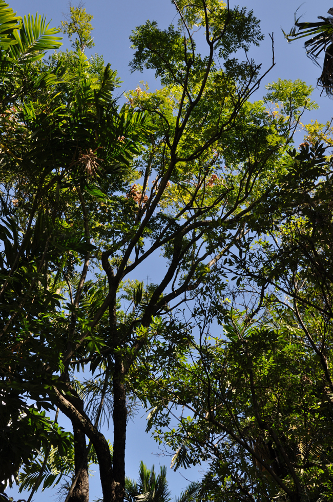SelecTree: A Tree Selection Guide