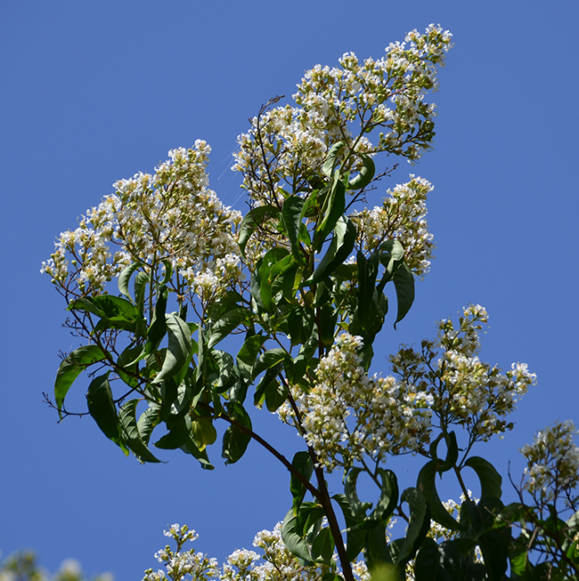 SelecTree: A Tree Selection Guide