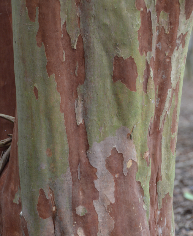 SelecTree: A Tree Selection Guide