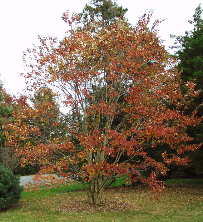 SelecTree: A Tree Selection Guide