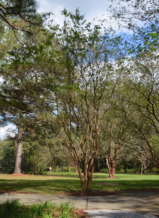SelecTree: A Tree Selection Guide