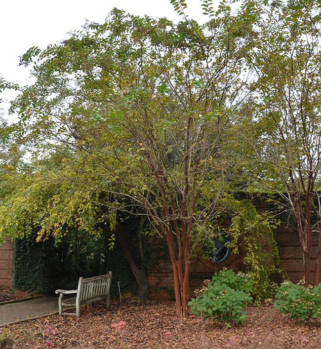 SelecTree: A Tree Selection Guide