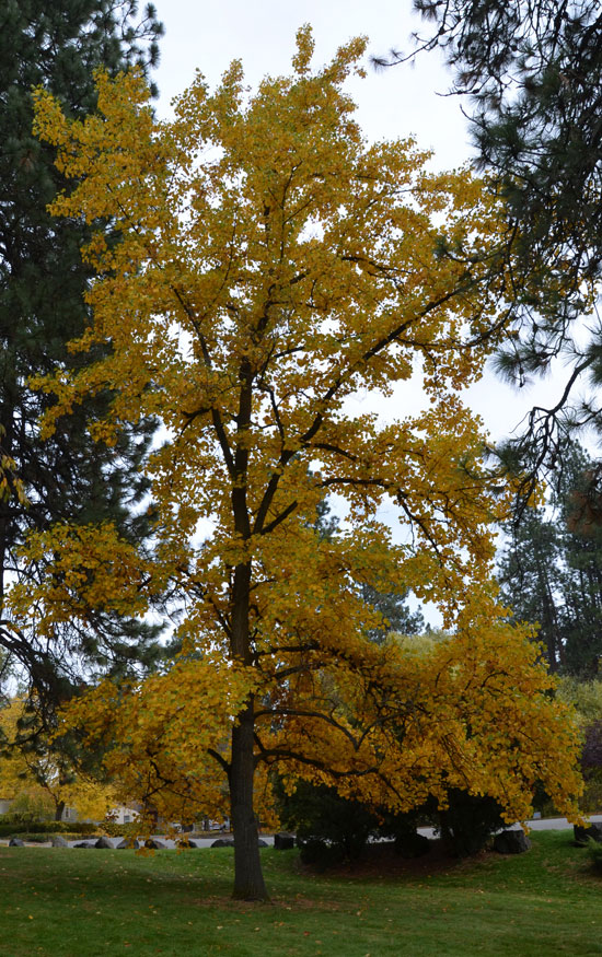 SelecTree: A Tree Selection Guide