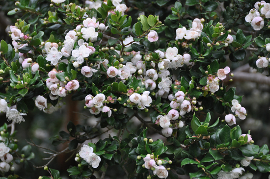 SelecTree: A Tree Selection Guide