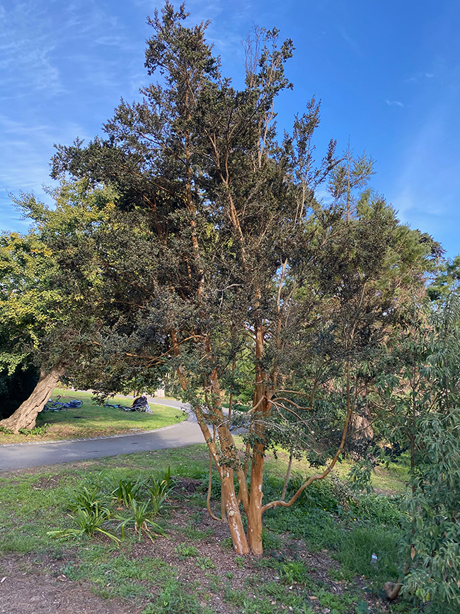 SelecTree: A Tree Selection Guide