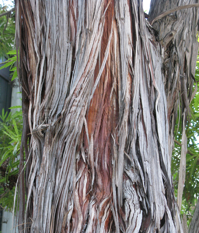 SelecTree: A Tree Selection Guide