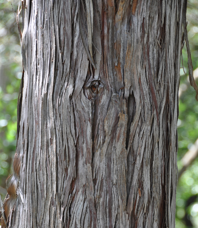 SelecTree: A Tree Selection Guide