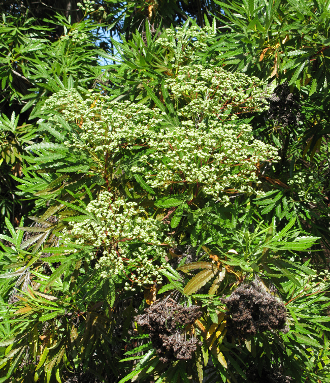 SelecTree: A Tree Selection Guide