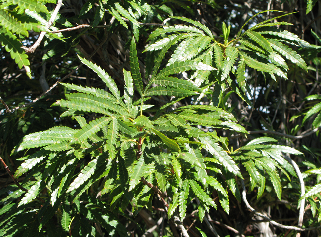 SelecTree: A Tree Selection Guide