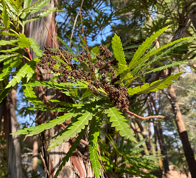 SelecTree: A Tree Selection Guide