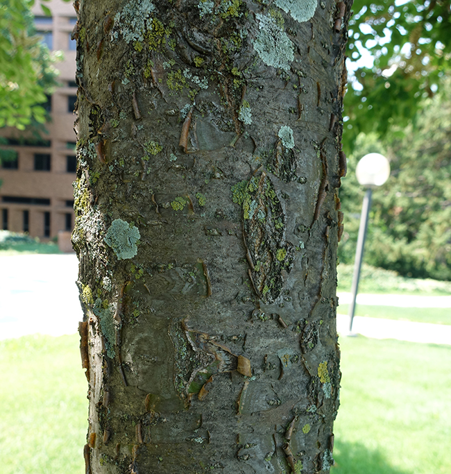 SelecTree: A Tree Selection Guide