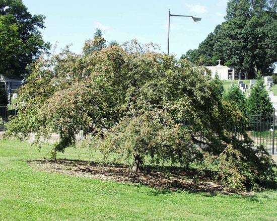 SelecTree: A Tree Selection Guide