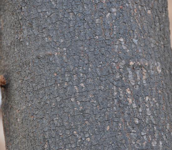 SelecTree: A Tree Selection Guide