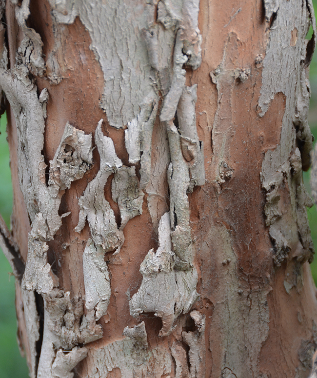 SelecTree: A Tree Selection Guide