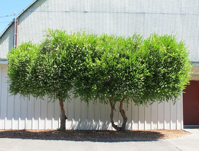 SelecTree: A Tree Selection Guide