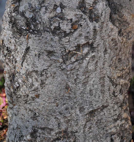 SelecTree: A Tree Selection Guide