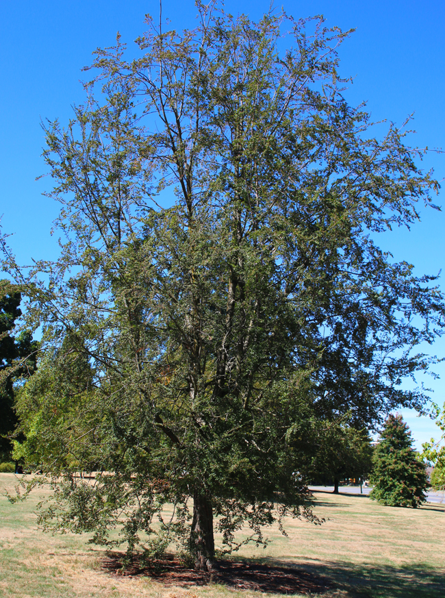SelecTree: A Tree Selection Guide